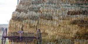 5 Different Types of Chaff For Horses - Equine Desire