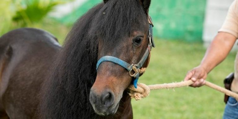 Side Pull Bitless Bridle: Types and Different Uses - Equine Desire