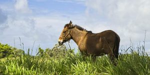 Can A Mule Reproduce? - Equine Desire