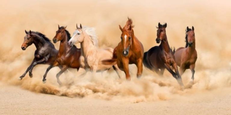 5 Different Types of Chaff For Horses - Equine Desire