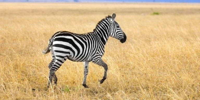 Can Zebras Swim, Float, or Do They Sink? - Equine Desire