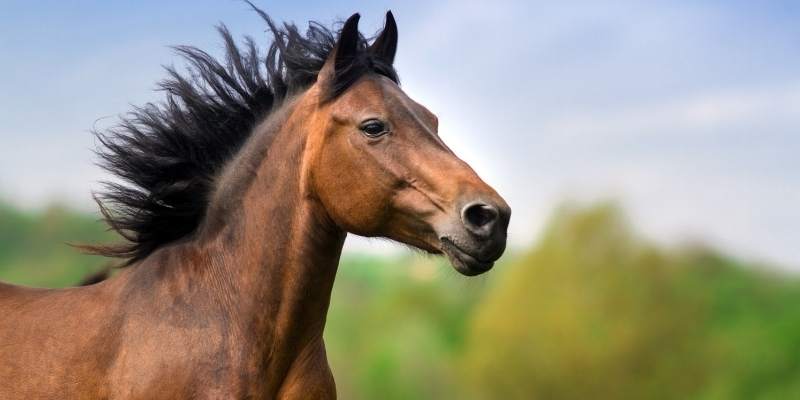 How Many Hearts Does A Horse Have Equine Desire How Many Hearts Does A Horse Have Equine Desire