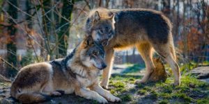 What Eat Horses: 7 Common Horse Predators - Equine Desire