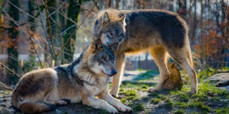 What Eat Horses: 7 Common Horse Predators - Equine Desire