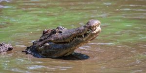 What Eat Horses: 7 Common Horse Predators - Equine Desire