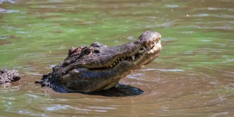 What Eat Horses: 7 Common Horse Predators - Equine Desire