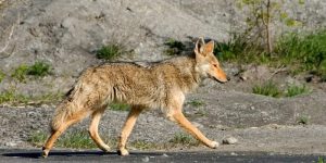 What Eat Horses: 7 Common Horse Predators - Equine Desire