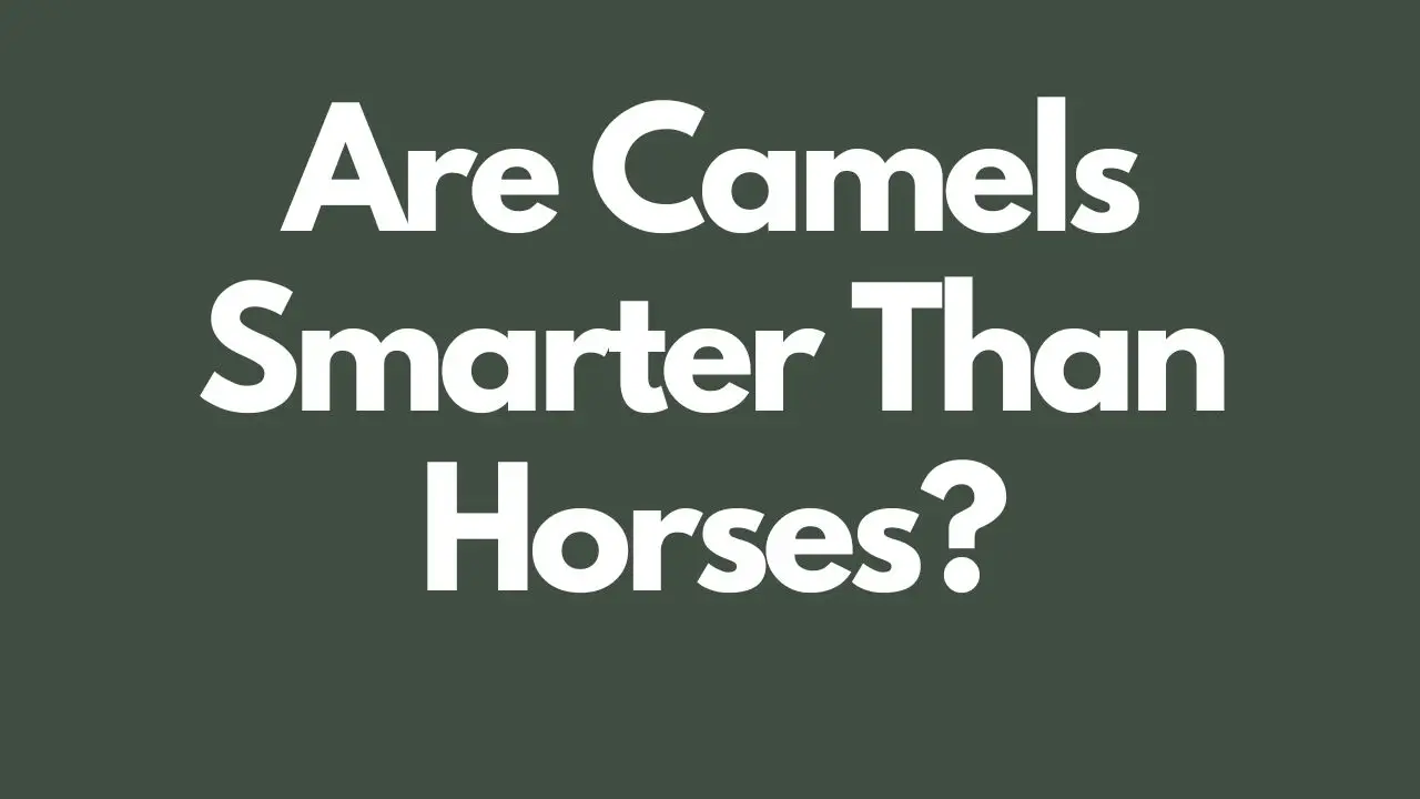 Are Camels Smarter Than Horses? - Equine Desire
