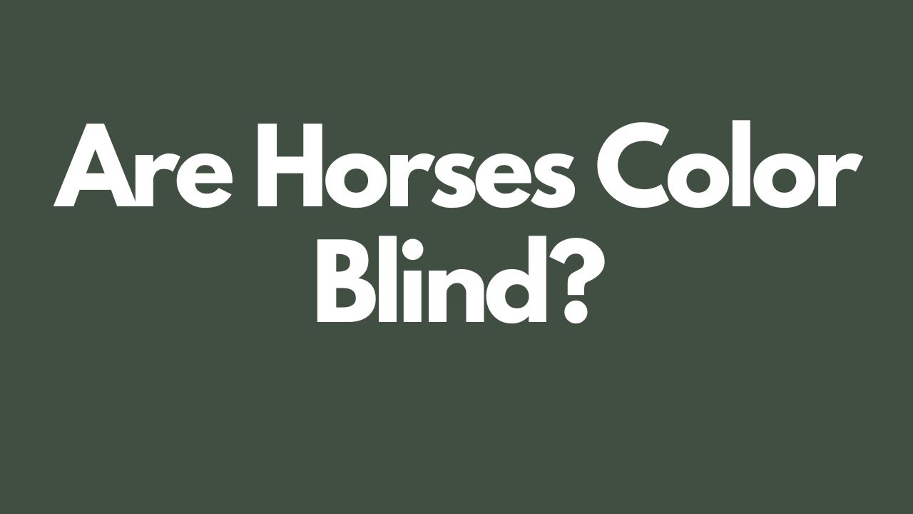Are Horses Color Blind? - Equine Desire